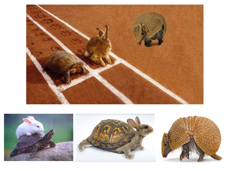 SeanLow: V615 Project 1 Animal Study