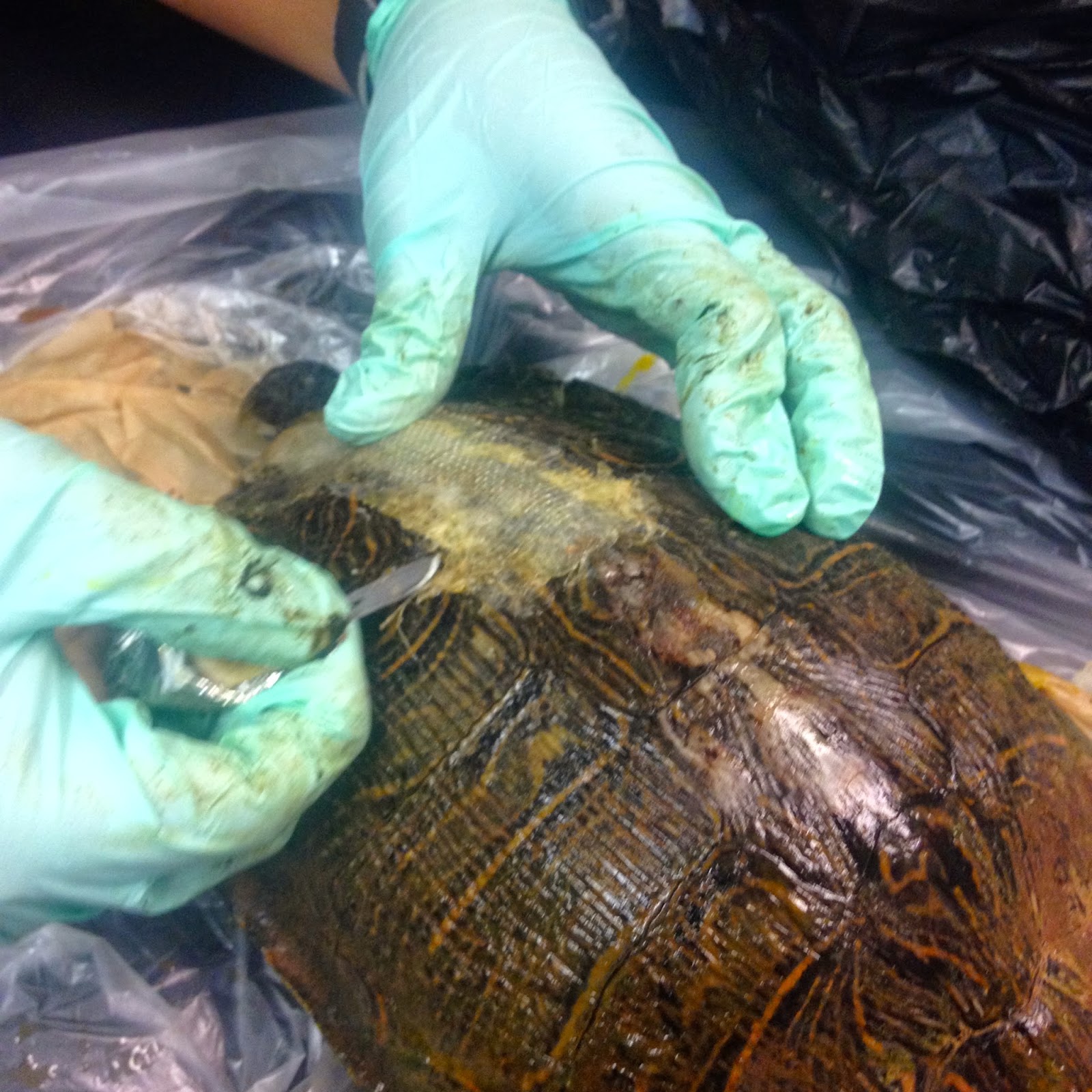 Scrubs, Stethoscopes, and Scalpels- The Life of a Vet Student: Turtle ...
