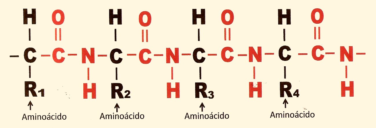 Aprendendo quimica on-line: Amidas