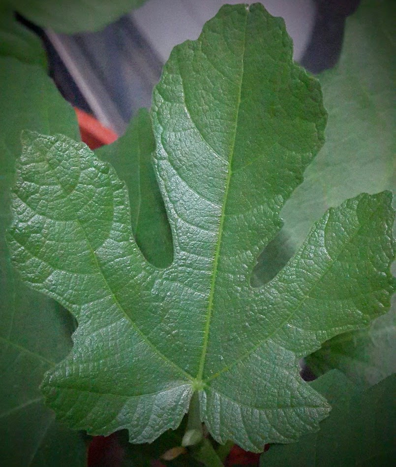 Hiking & Gardening: Pokok Tin: Kaedah Tanaman dan Pembajaan