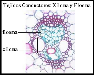 Tejidos Vegetales 2 - Tejidos Fundamentales - Banco de Preguntas de ...
