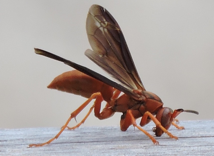 Red Wasp Queen