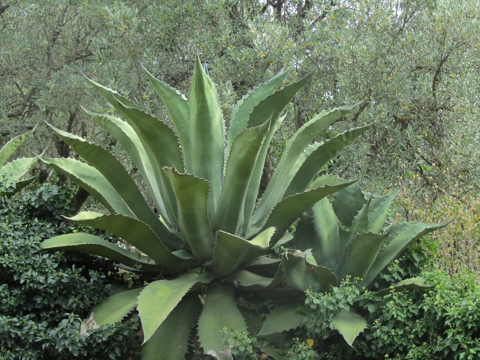 Agave : Come Riconoscere le Diverse Specie - Con Foto e Descrizione ...