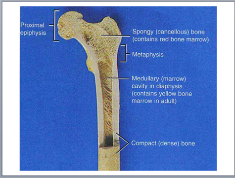 not defteri: Anatomi ders notu 12.10.15