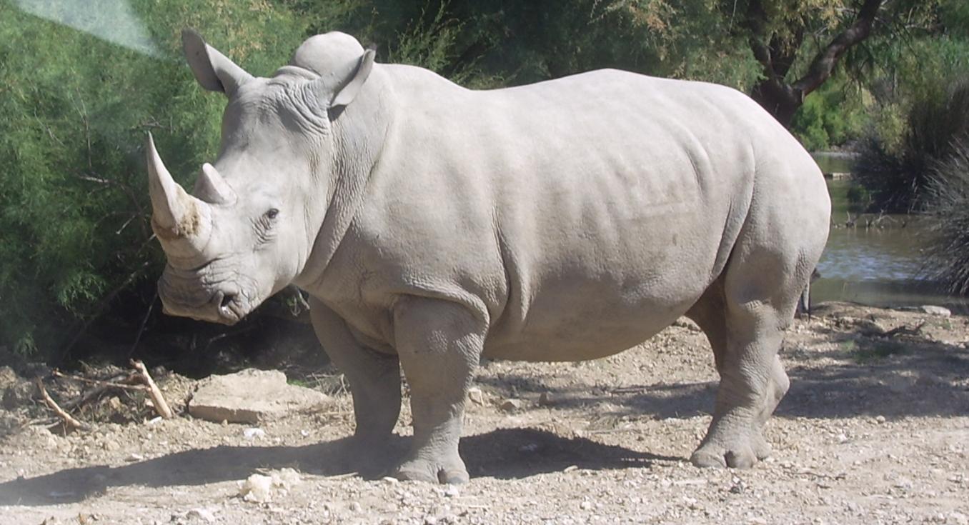 ANIMAL WORLD TokTil: Animal World - All about Rhinoceros around the world