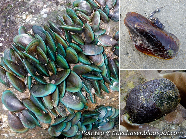 tHE tiDE cHAsER: Bivalves (Phyllum Mollusca: Class Bivalvia) of Singapore