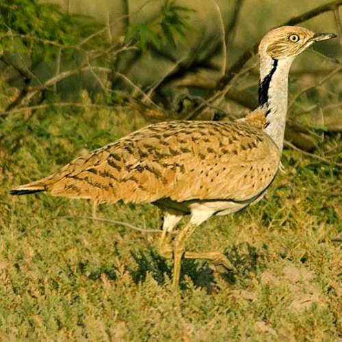 MacQueen's bustard | Birds of India | Bird World