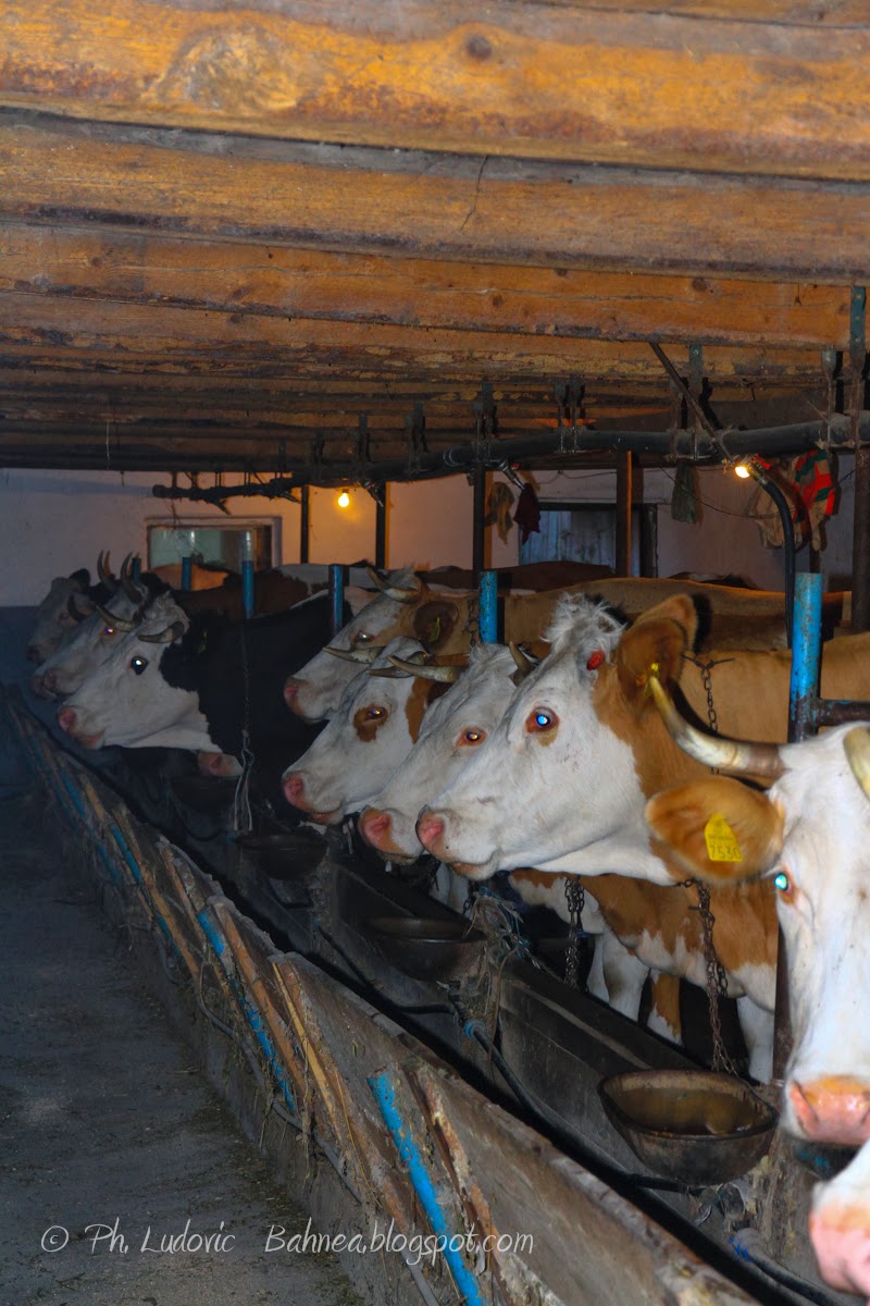 BAHNEA: J'AIME LE LAIT ! VIVE LE LAIT