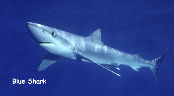 Nih Mencar Ilmu Perihal Hiu Biru Atau Blue Shark - Luas Laut