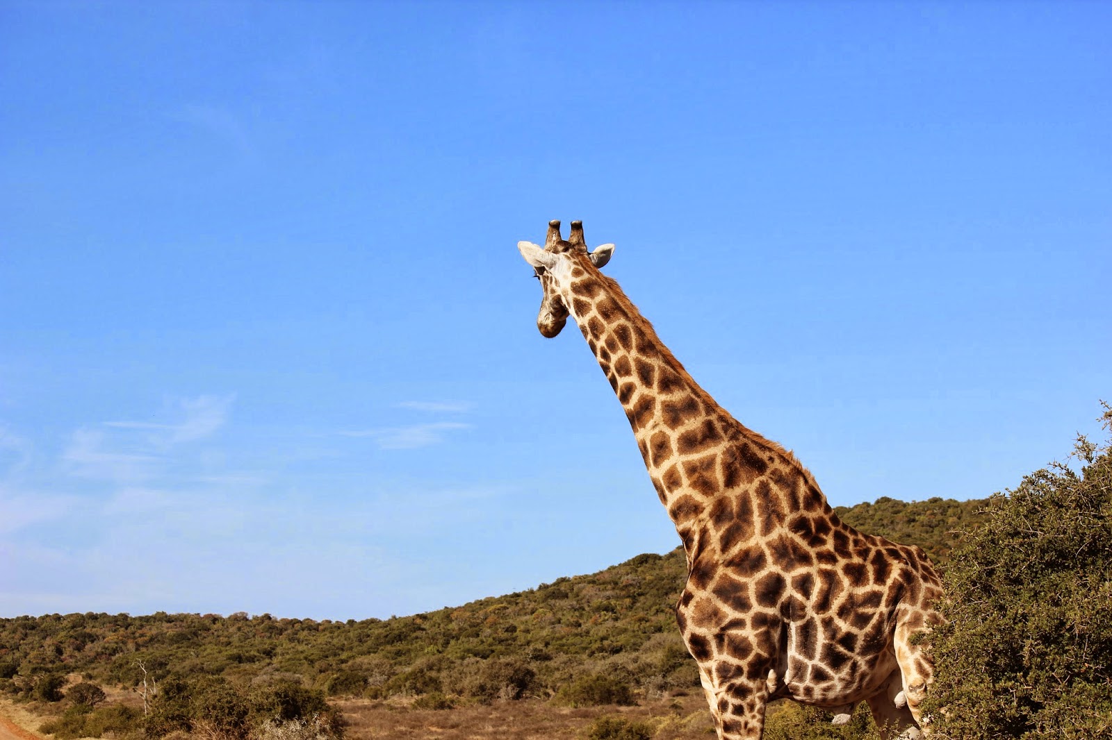 Joey on a Holiday: My Time in Shamwari Game Reserve