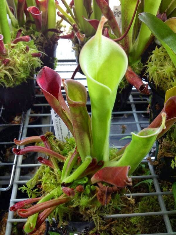 Heliamphora tatei var.tatei #1