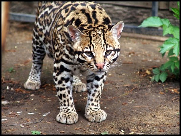 Cazador Sigiloso e Intimidante.: Género Leopardus