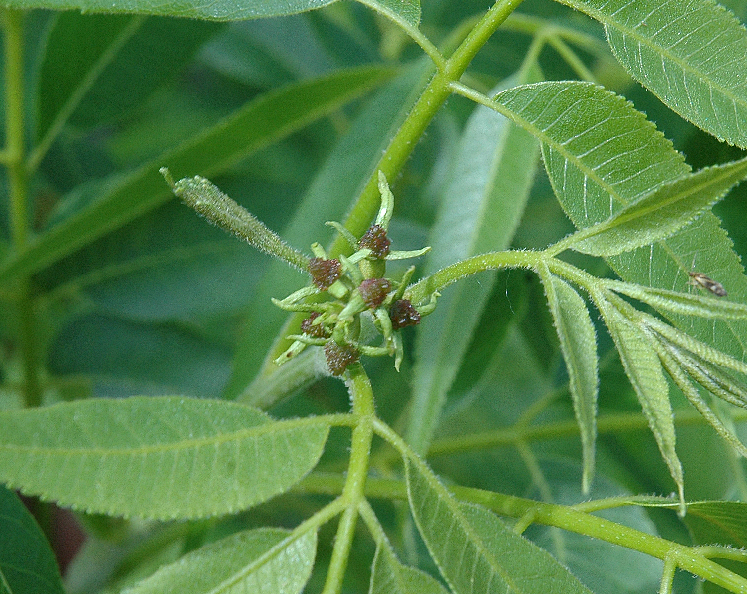 Northern Pecans: Mid-way through pecan pollination season