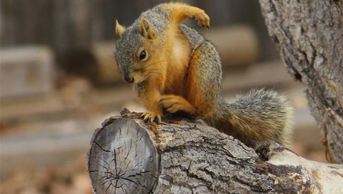 Check out SuperHero Squirrel as Iron Man, Thor and Batman!