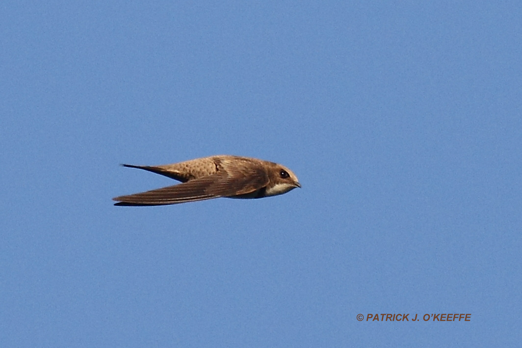 Raw Birds: ALPINE SWIFT (Tachymarptis melba) Fortress of Kaliakra, Cape ...