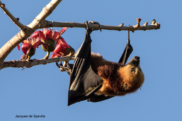 Mauritian Megabat Flying-foxes Fruit bat Mauritius