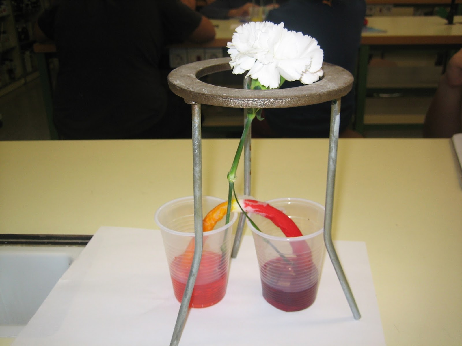 ver la ciencia: Los peques investigan: la capilaridad (II). Flores ...