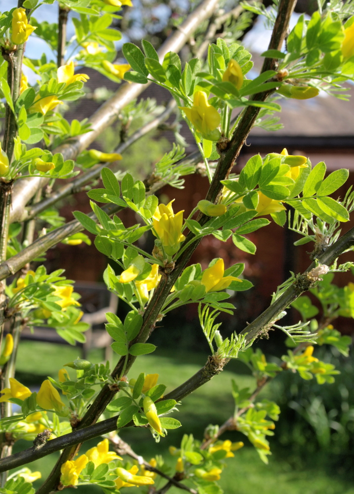 Raw Edible Plants: Siberian pea tree (Caragana arborescens)