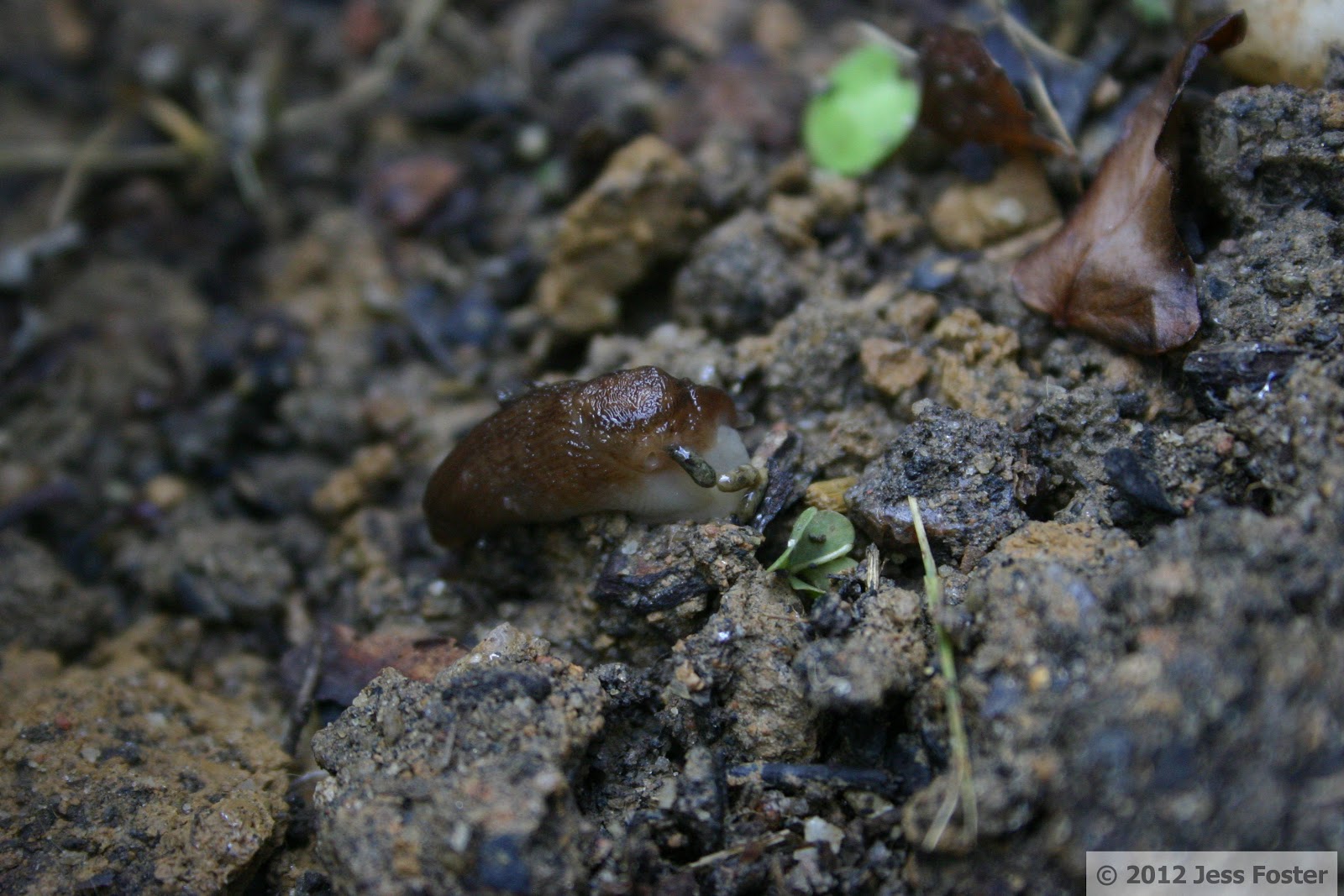 Sluggin' Along: Slug Waste Disposal: Part 2