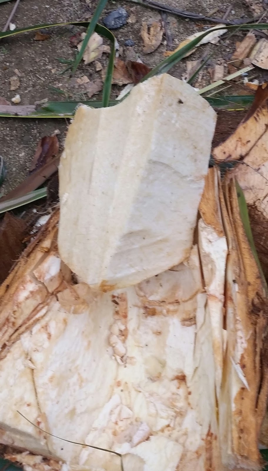 Warisan Petani: Umbut Kelapa