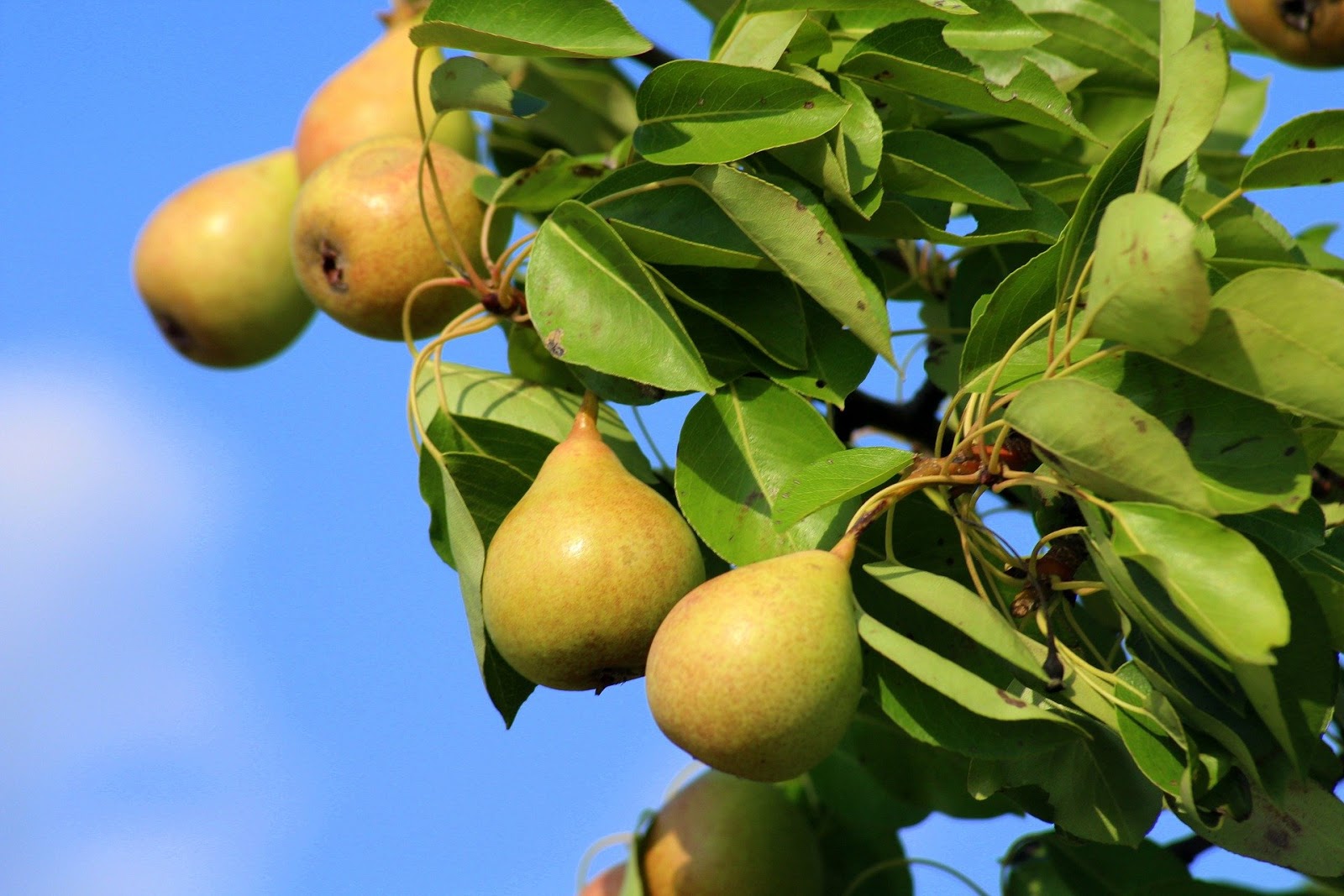 Roos Nature Fresh: An Ultimate Guide For Comice Pears