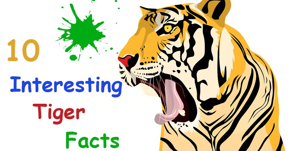 10 Interesting Tiger Facts | Top10ence