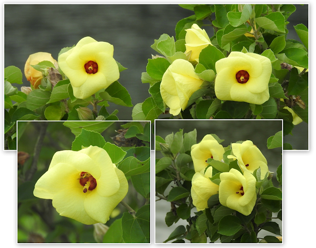 Orchid's Daily Voice (Home Page): Hibiscus 'Hamabo'・Hibiscus 'Mutabilis ...