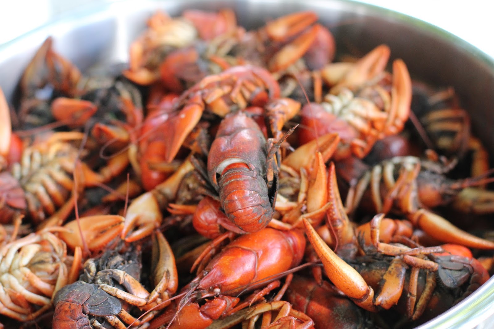 Life in Technicolor: Crawdad Fishing!