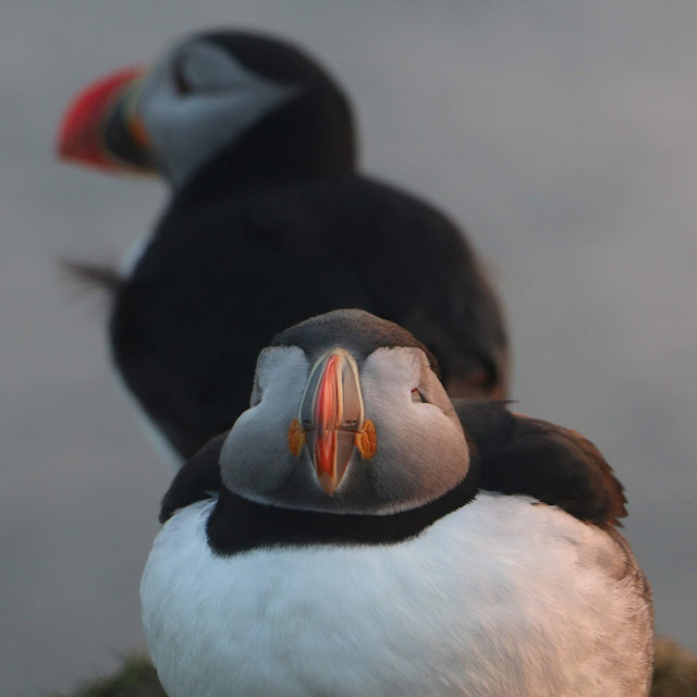 Fair Isle: Puffins & Lambs - It's that time of Year!
