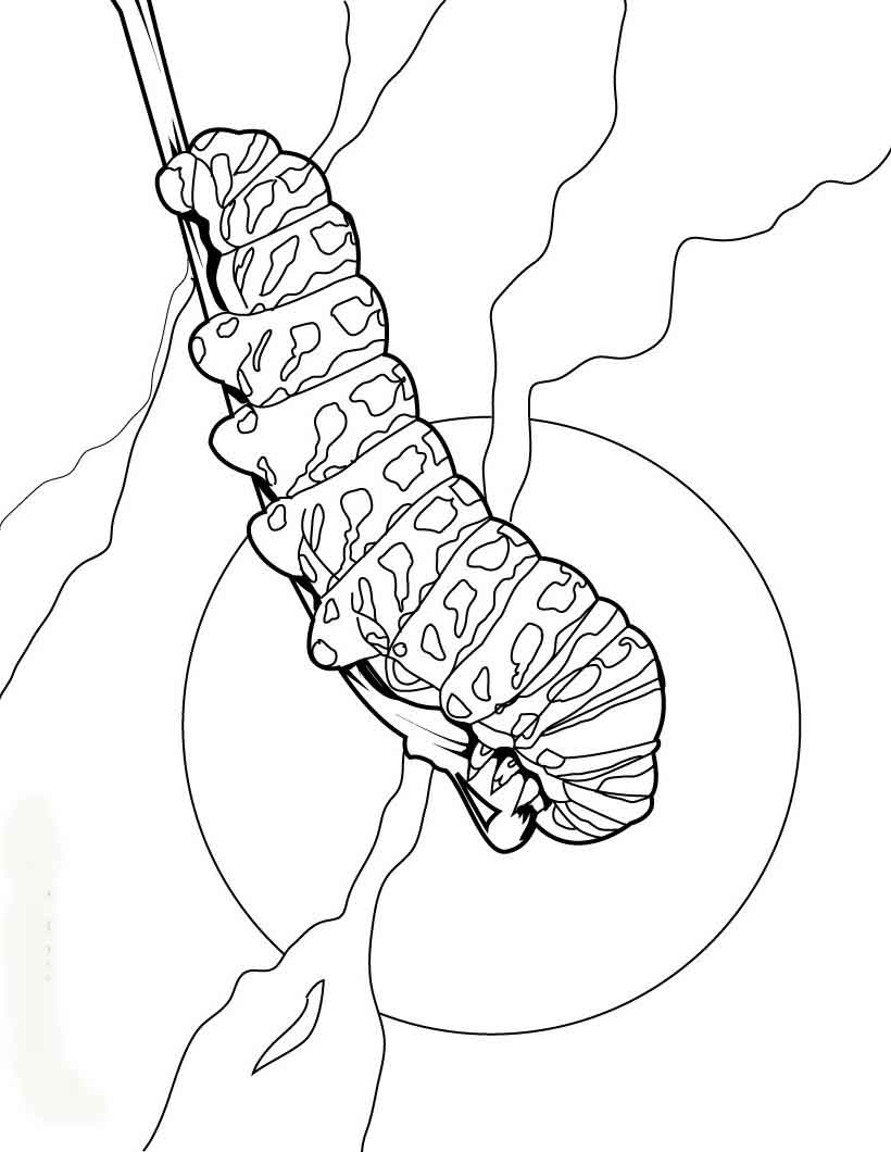 Larva Coloring Pages Coloring Pages