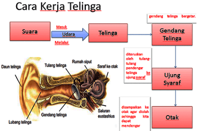 Cara Kerja Indra Pendengaran Dan Tahapnya - Biologisites