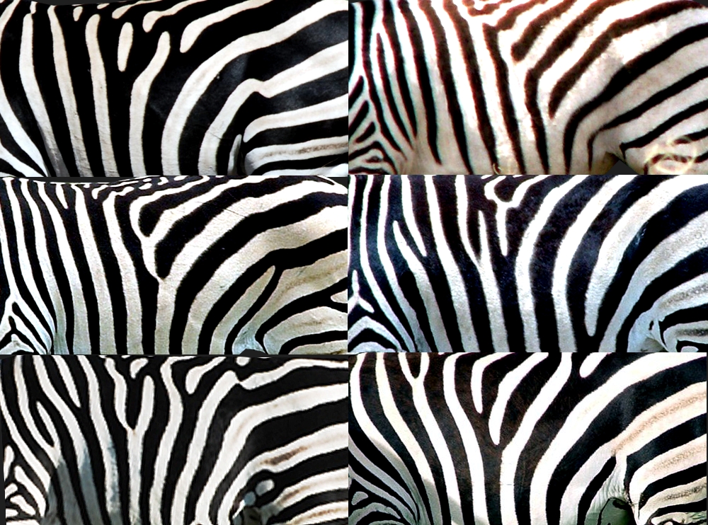 Dans les testicules de Darwin: Pourquoi les zèbres ont-ils des rayures