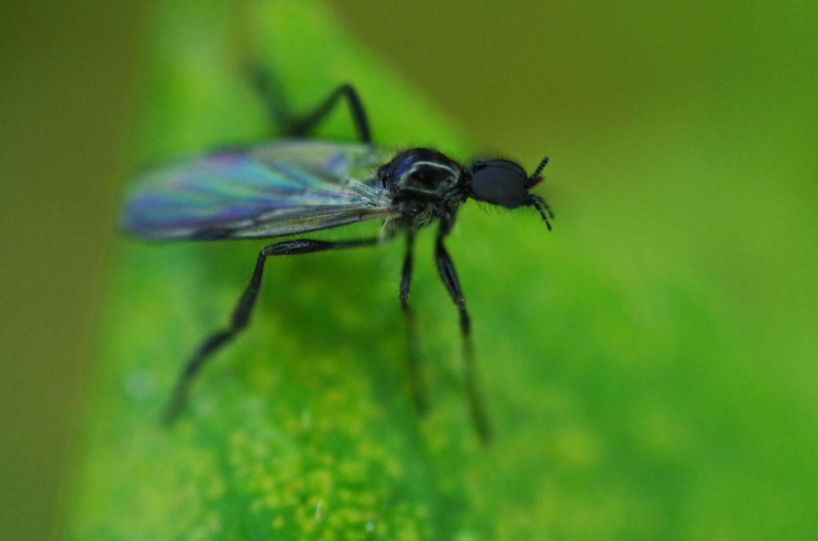 The Bugs in the Backyard: Updates