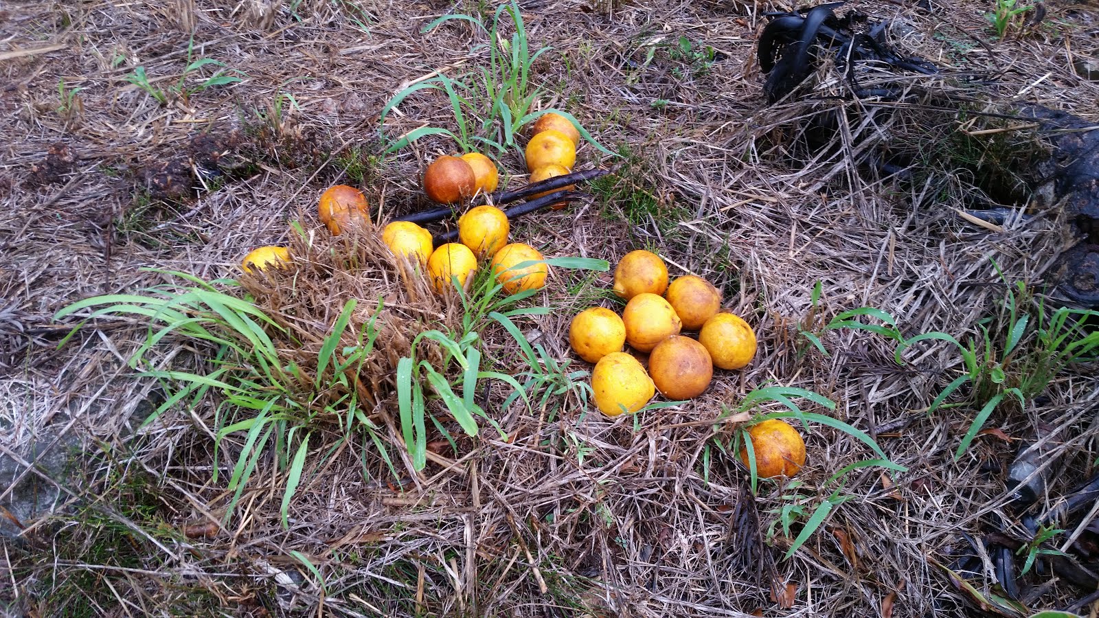 My Summer Vacation: Yellow Puffballs!