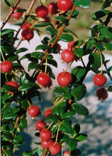 Oro verde Chileno: CENTRO DE PRODUCCIÓN ORGÁNICA DE BIOMASA Y EXTRACTOS ...