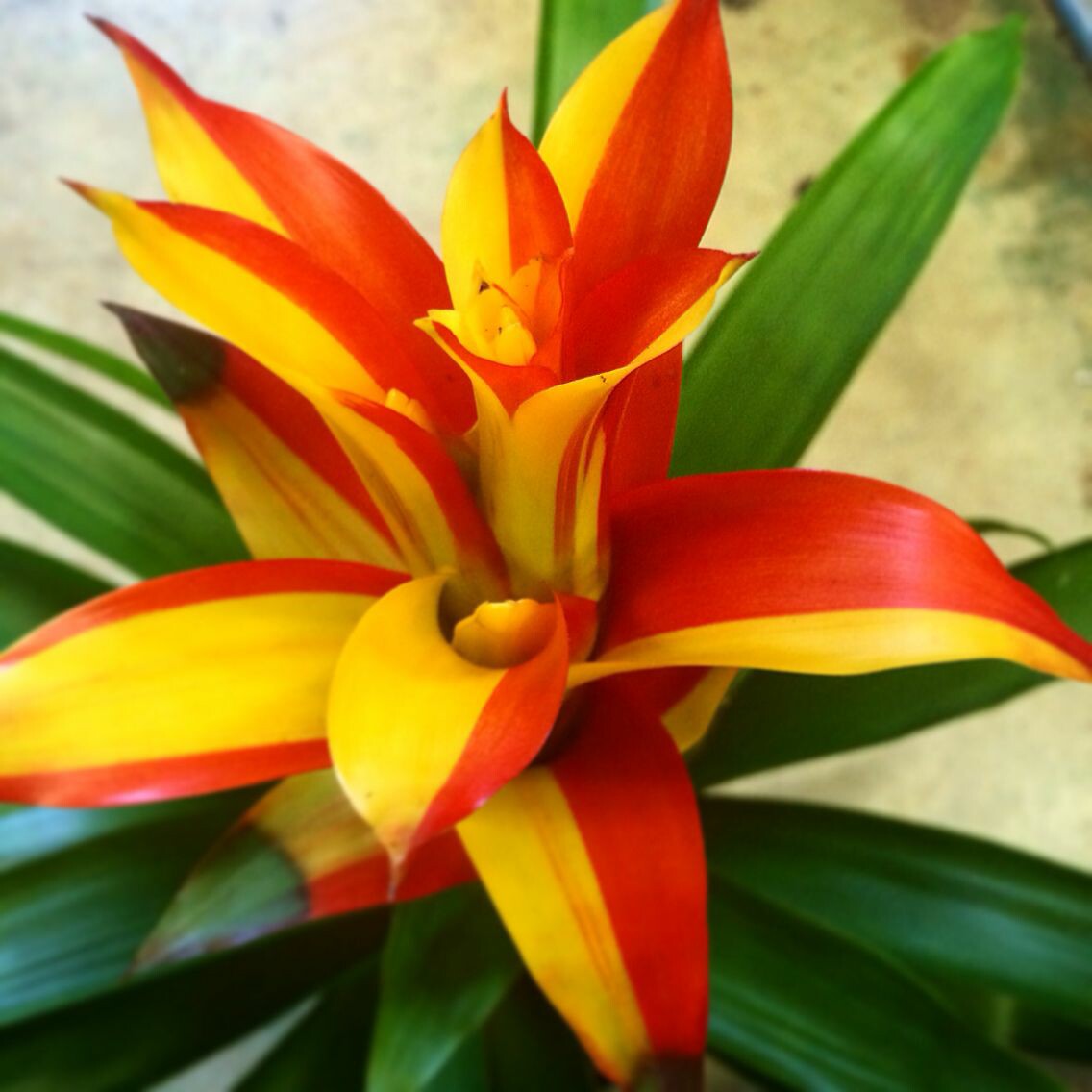 Bromelia «bromelia» - Id Plantae