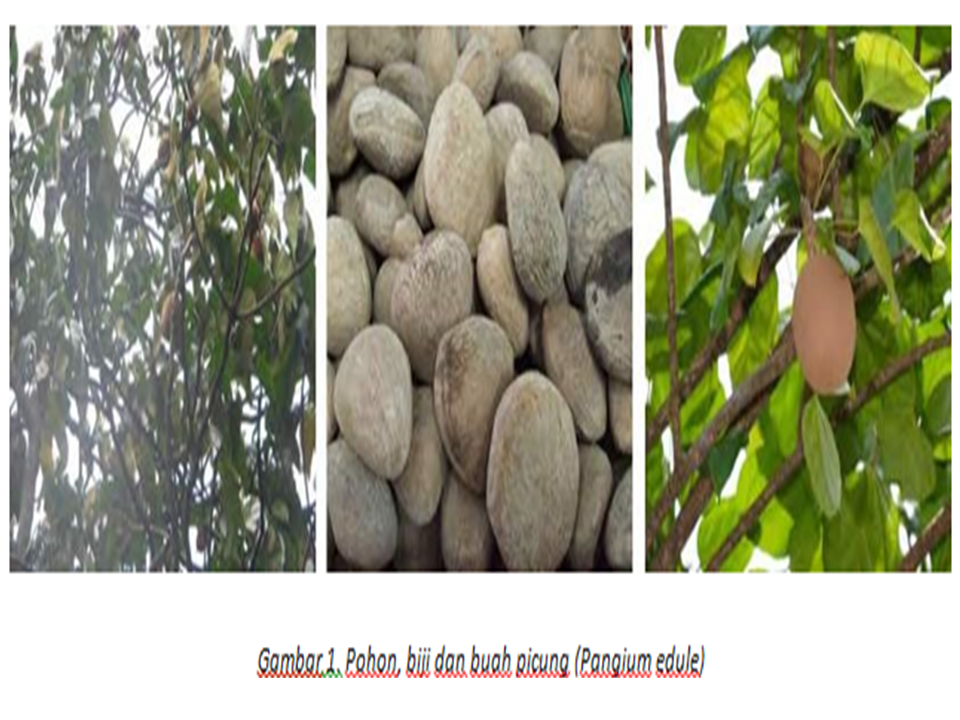 KOMUNITAS PENYULUH PERIKANAN: Pengawetan Ikan Menggunakan Biji Picung Beku