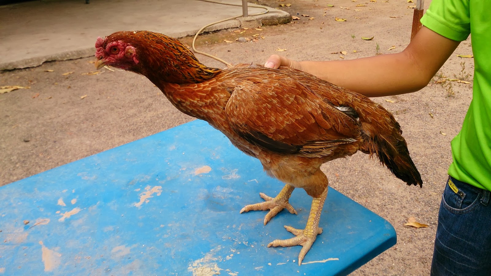 Penternakan Ayam Serama, Ayam Siam dan Kambing dari Utara tanah air ...