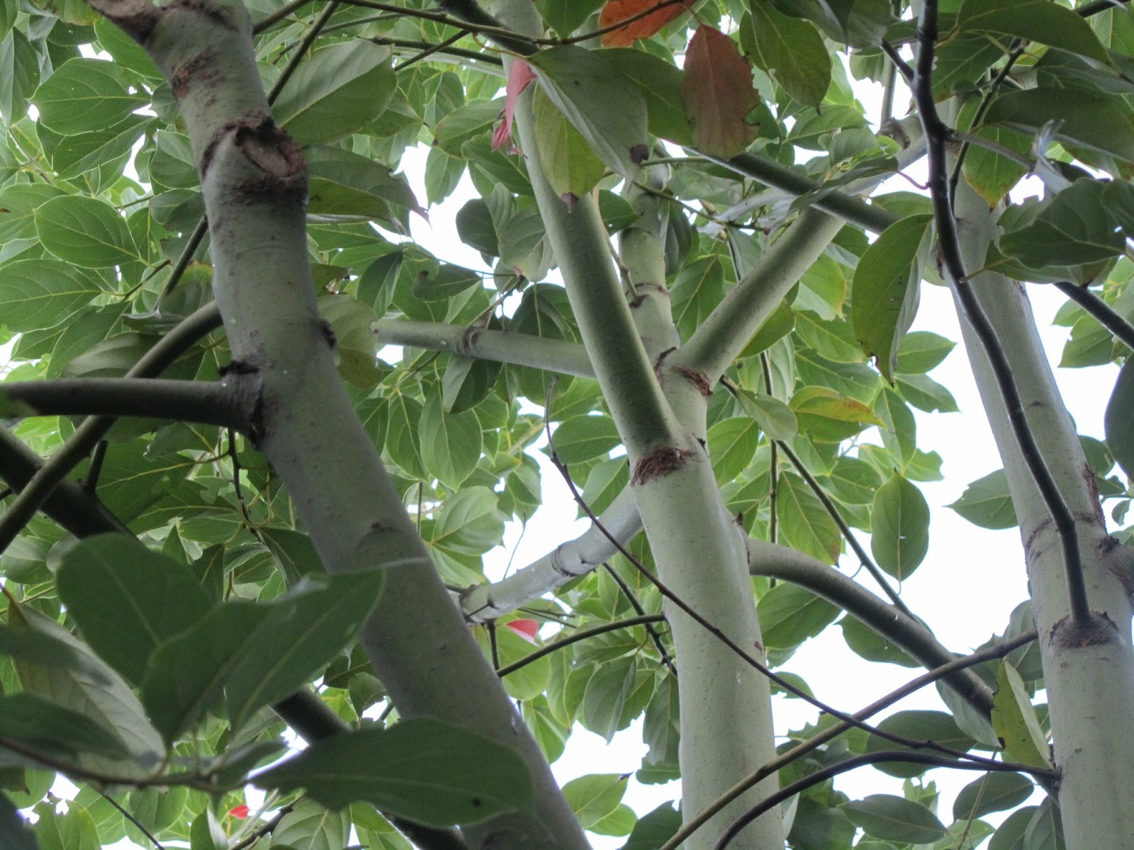 Come Coltivare la Pianta della Canfora (Cinnamomum camphora) ? | Il ...