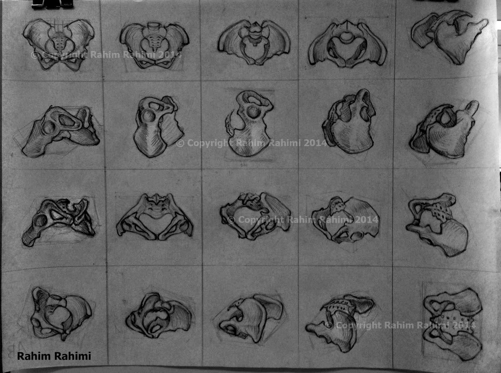 Art of Rahim Rahimi: Pelvis Bone Study