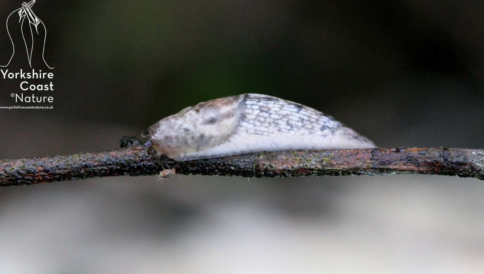 Y.E.T.I : Snails Pace