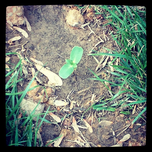 Smiling Mama: Sunflower Fort