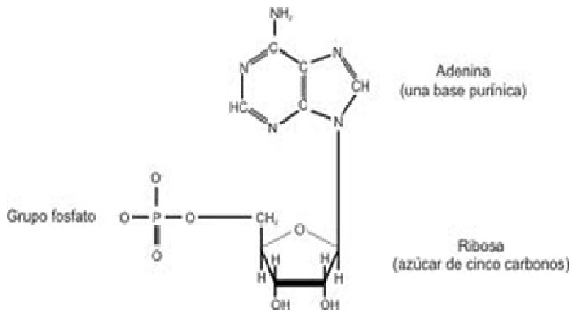 Funciones de los Ácidos nucleicos y nucleótidos: El AMP cíclico (3’, 5 ...