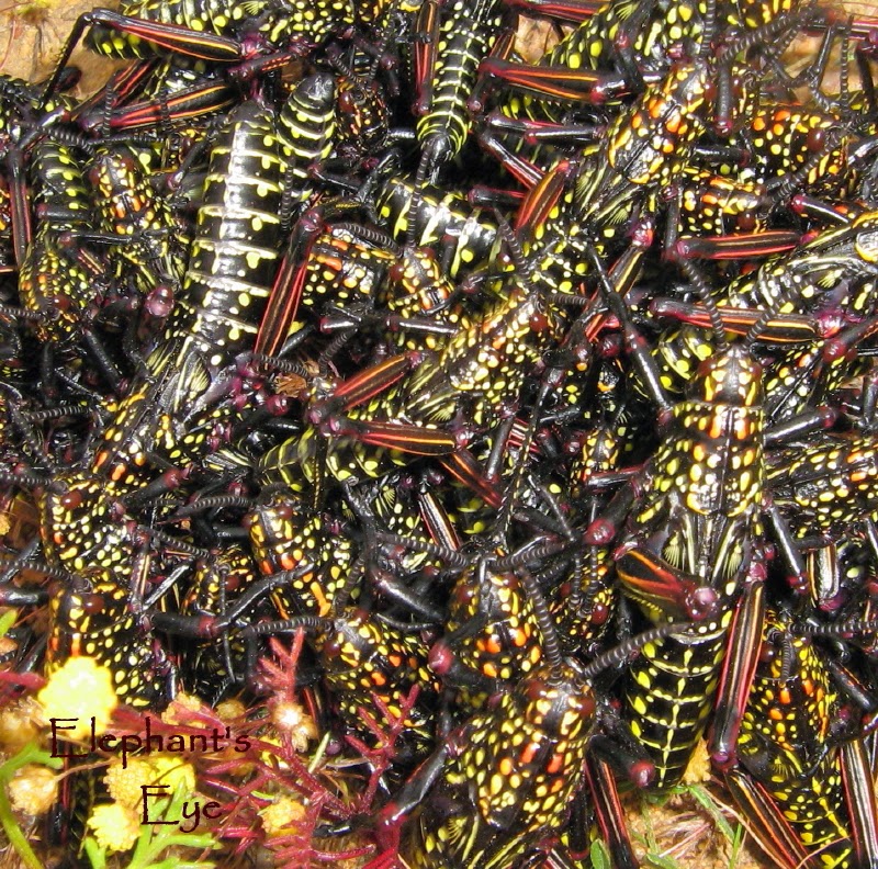 Travelling to Skilpad the Namaqua National Park