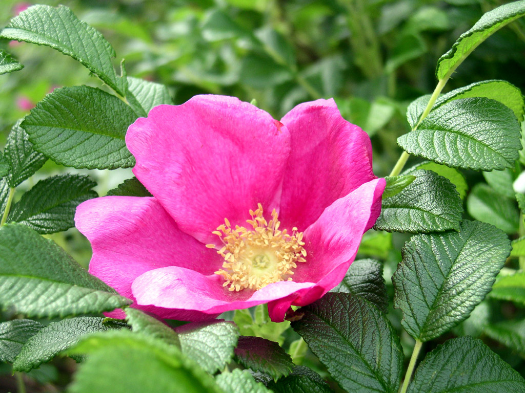 Temperate Climate Permaculture: Permaculture Plants: Rugosa Roses