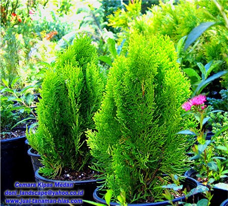 POHON CEMARA KIPAS MEDAN | CEMARA NATAL | THUJA ORIENTALIS | CEMARA ...