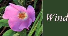 Nutrition Pure and Simple Blog: Aromatherapy: Windrose Aromatics