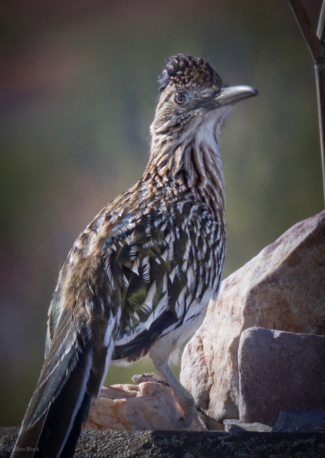Feather Tailed Stories: Greater Roadrunner