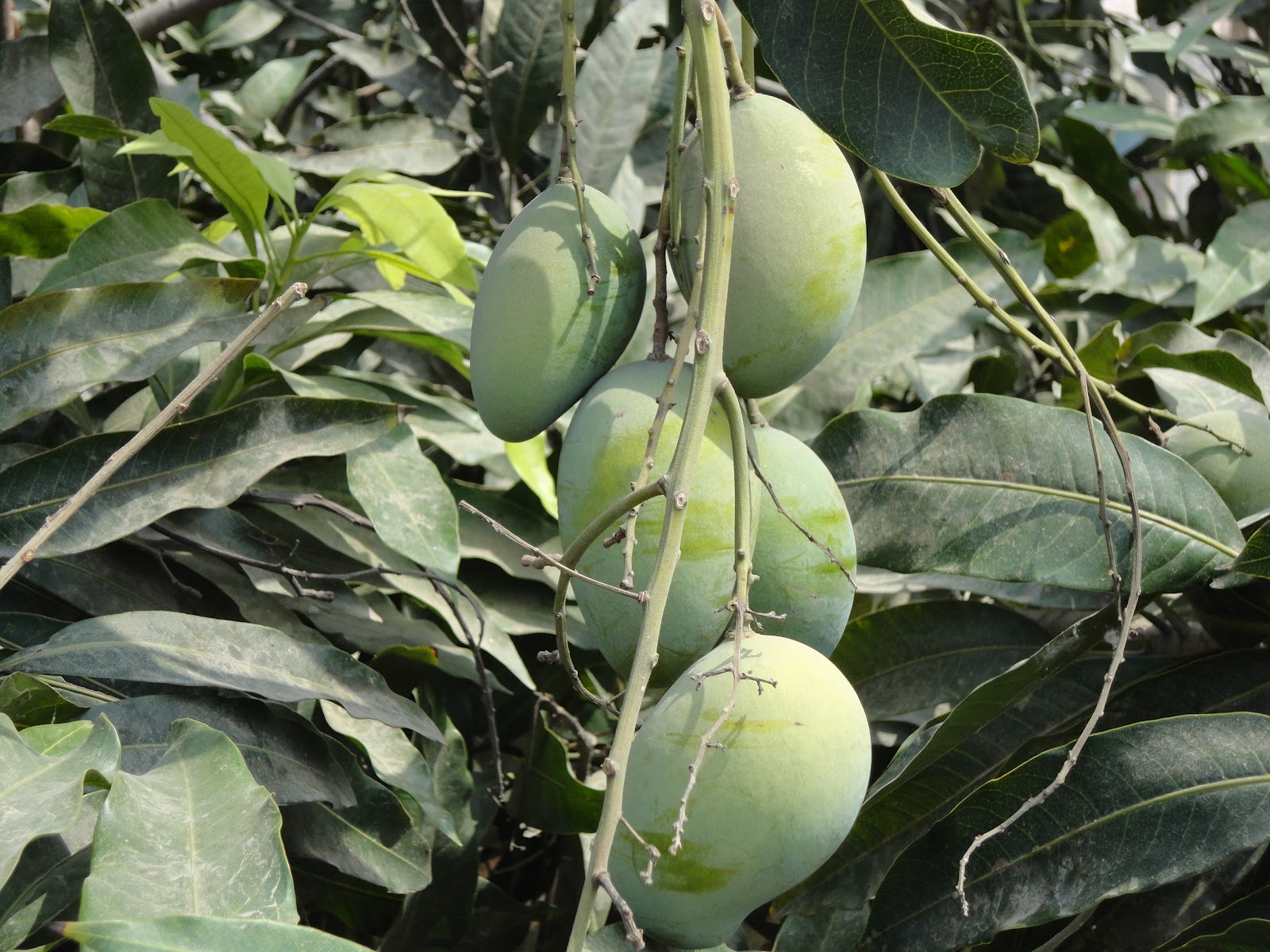 HASHAM TODAY!!!: Mangoes of Digha Patna- Dudhiya Malda
