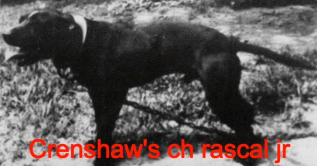 freePitbull: A.P.B.T. RASCAL